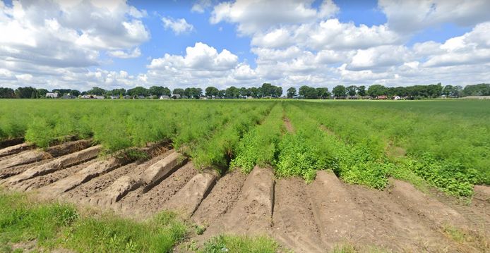 Tijd voor asperges: fietsen langs aspergevelden in Kinrooi | Kinrooi ...