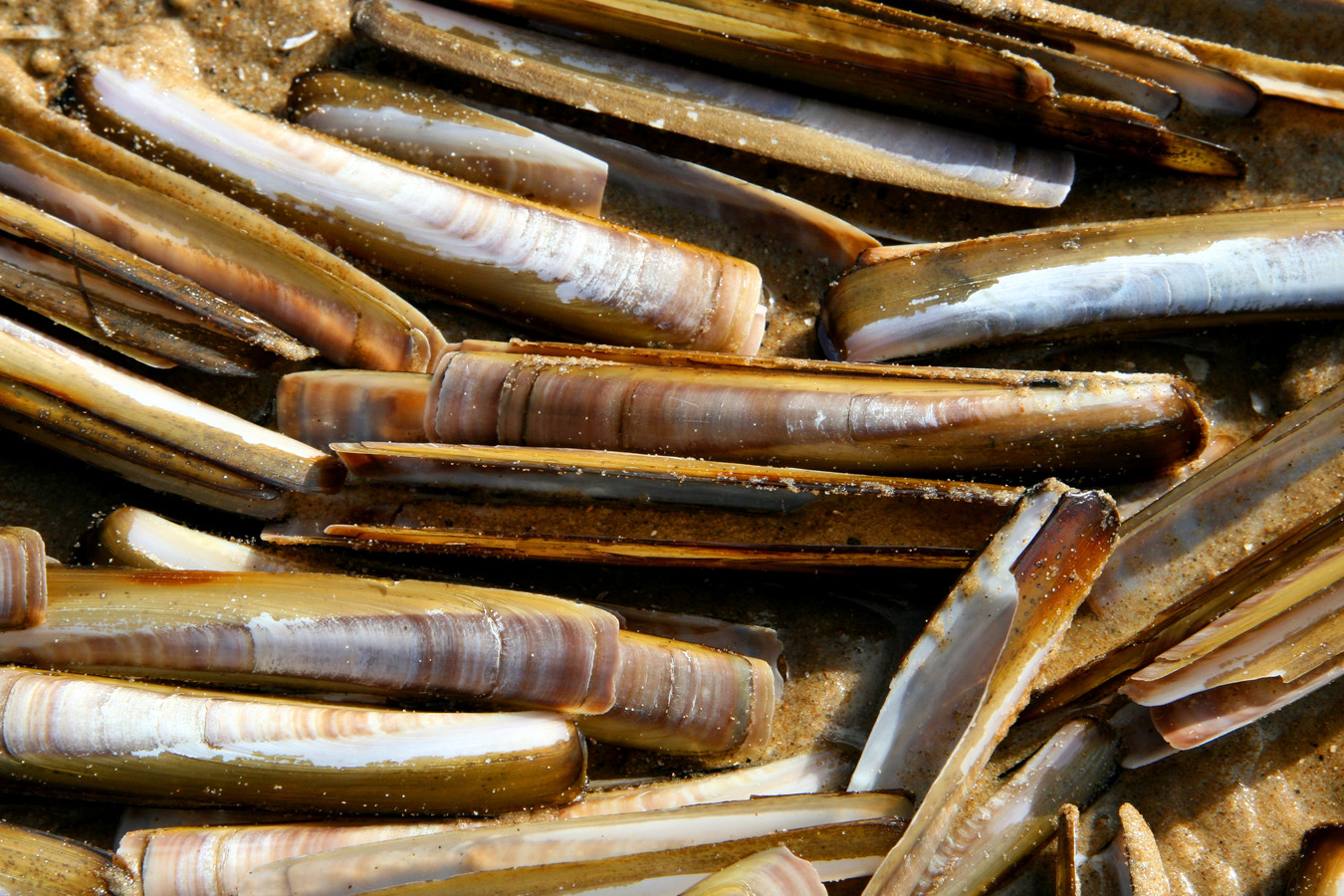 Plan voor visverbod voor Zeeuwse kust slaat in als een bom: ‘Ik heb al ...