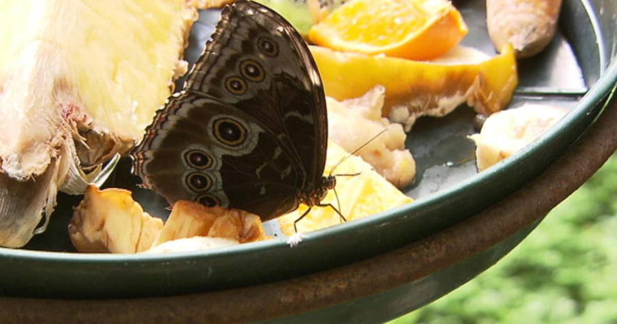 Nieuwe vlindertuin in Zoo van Antwerpen | Reizen | hln.be