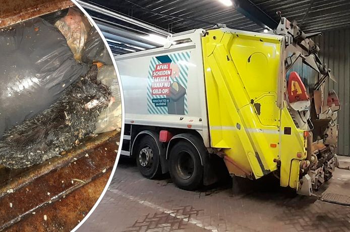 ‘Held van een vuilnisman’ wil katje uit vuilniswagen zelf houden | Oss | AD.nl