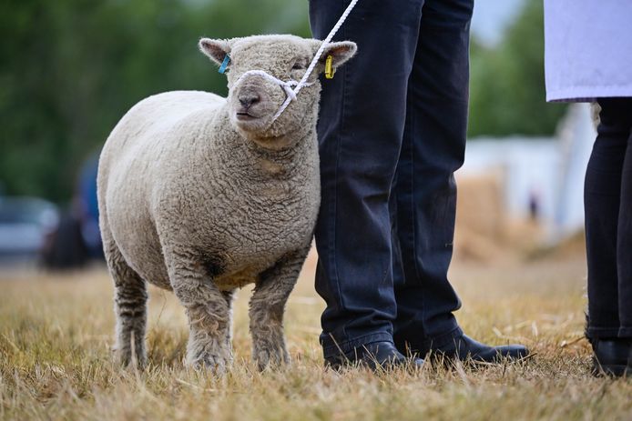 Siberische autoriteiten geven schapen aan families van reservisten ...
