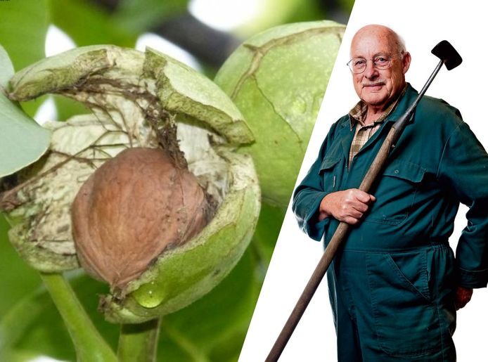 Deze notenboom is zelfs geschikt voor de kleine tuin of op het balkon ...
