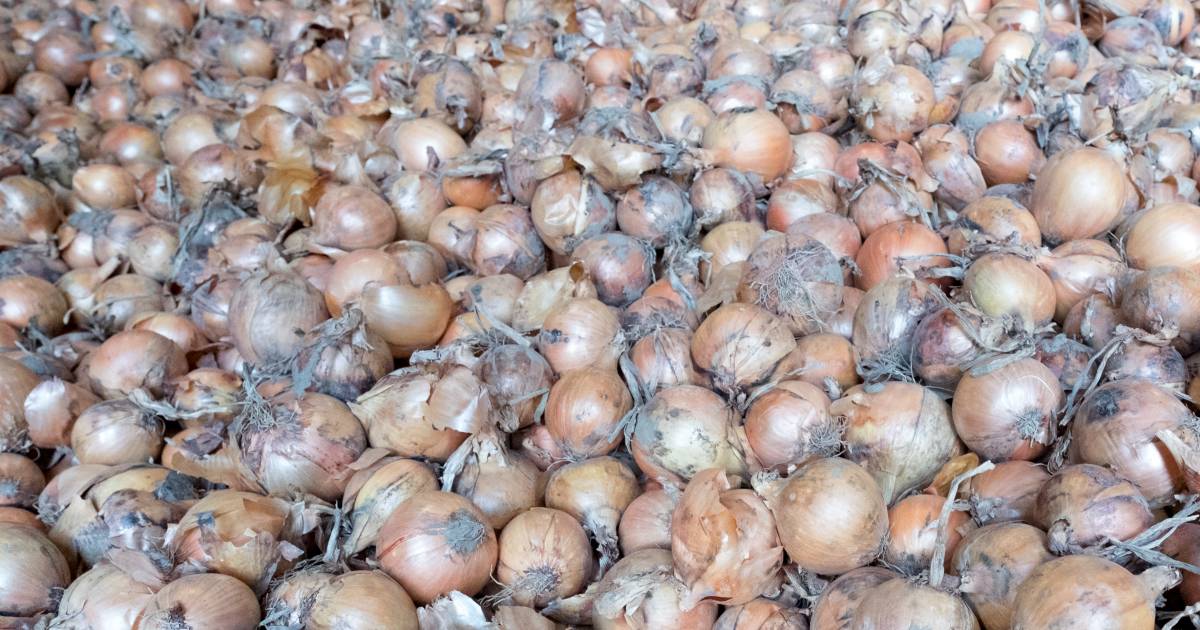 Na een recordjaar zakt de export van uien in: ‘Boeren hebben meer graan ...