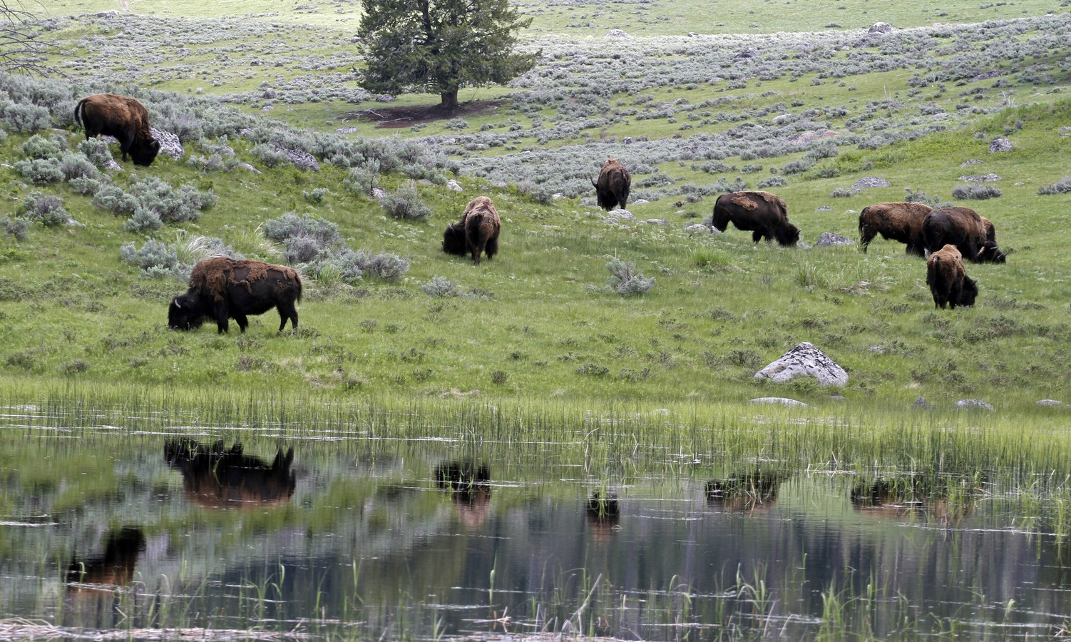 Bizon lonkt weer naar Amerikaanse prairie | Foto | hln.be