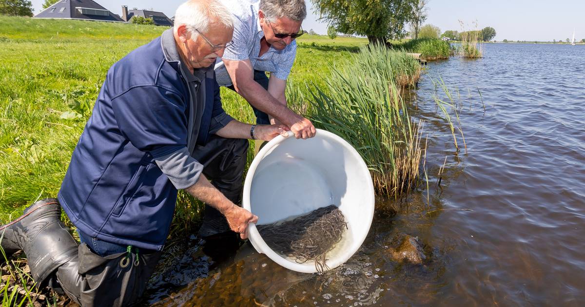 Recordaantal jonge palingen uitgezet in de IJssel, het Ganzendiep en ...