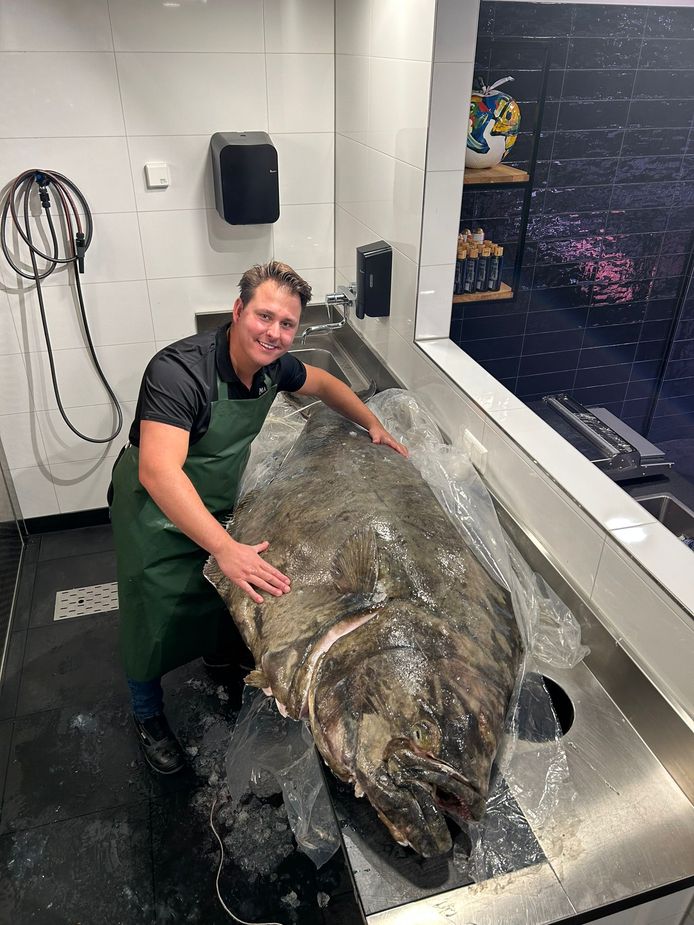 Deze joekel van een heilbot ligt bij Bob in Goirle in de vitrine: 124 ...