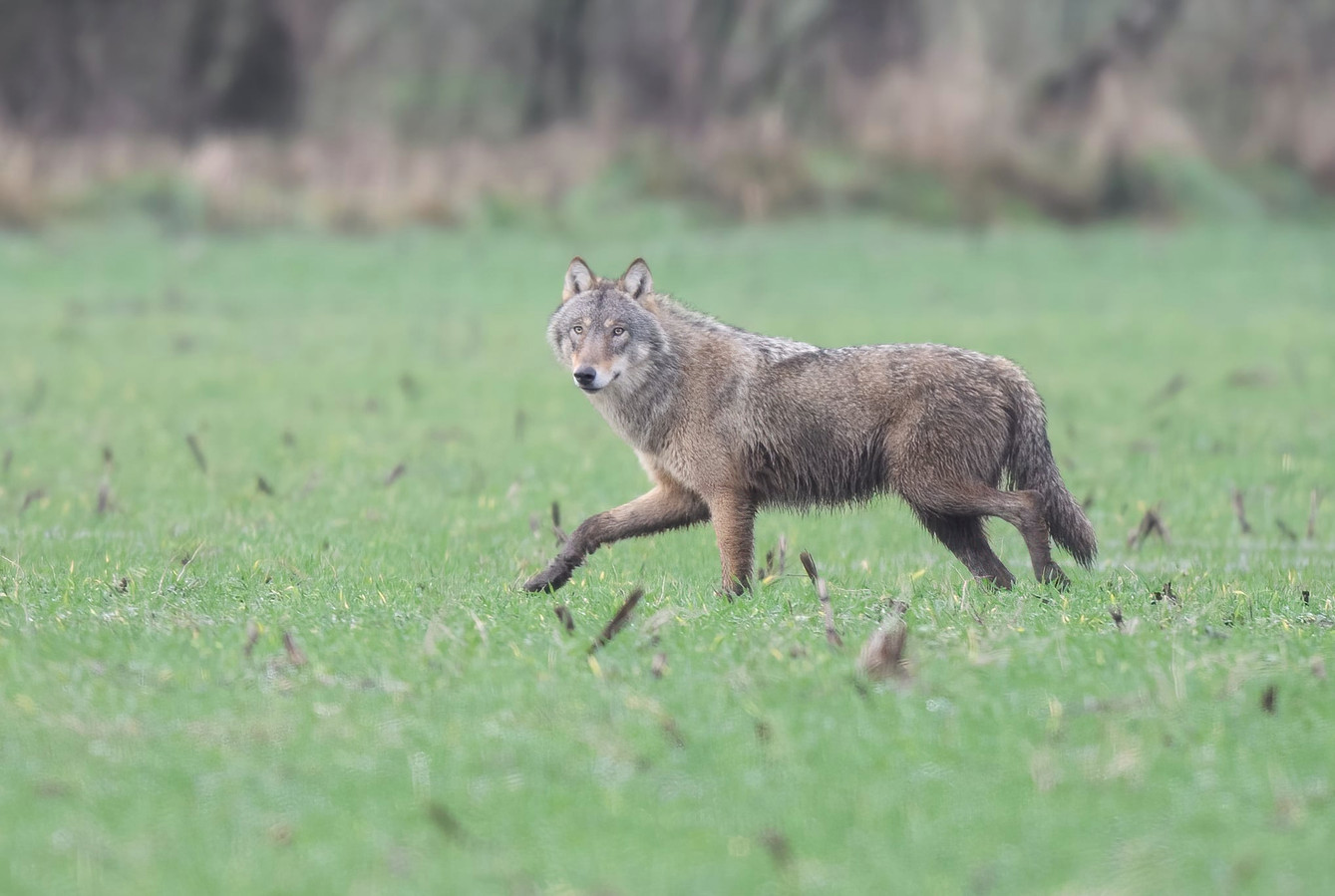 ‘Welkom Wolf' geeft lezing in de bib | Foto | hln.be