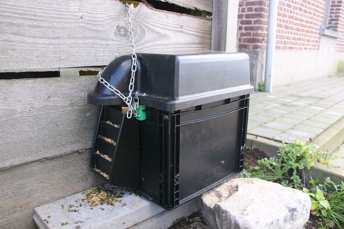 Gemeente vangt ratten voortaan met slimme vallen: “Niet gevaarlijk voor ...
