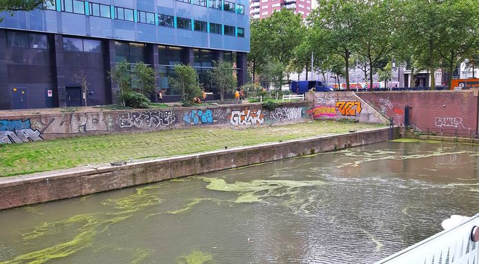 Van lelijkste naar leukste plek van Rotterdam en een springende vis ...