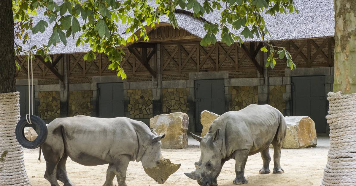 ZOO Antwerpen verwelkomt twee jonge witte neushoorns | Antwerpen | hln.be