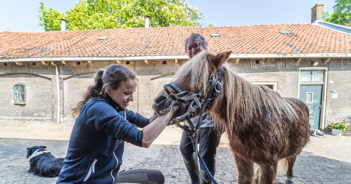 Pony Farfalla (32) werd mogelijk verwaarloosd maar mag terug naar ...