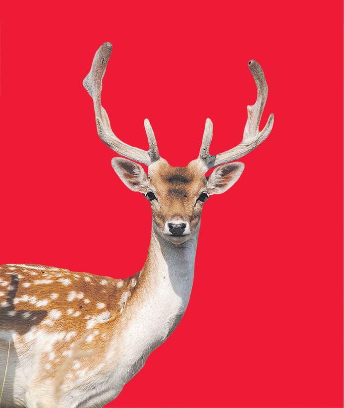 Damhert op vrijersvoeten ontsnapt aan de kogel, omwonenden houden jager ...