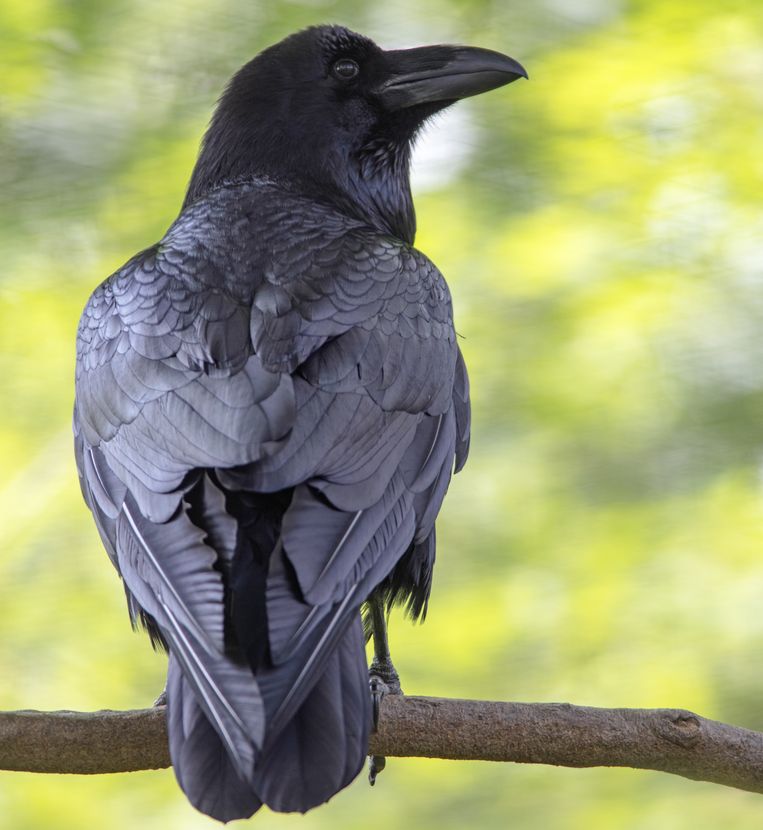 Hij was ooit verdwenen uit Nederland, maar nu is er goed nieuws voor de ...