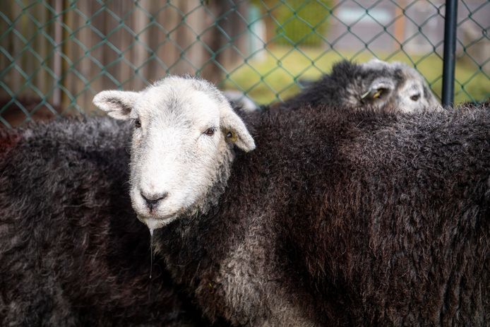 Eerste koude week krijgt knutten er nog niet onder: bijna honderd ...