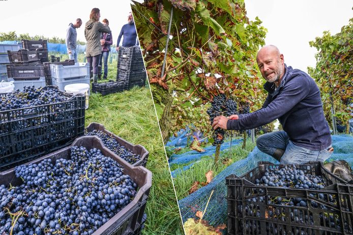 Franse hulp bij start druivenplukseizoen op domein Klein Rijselhoek ...