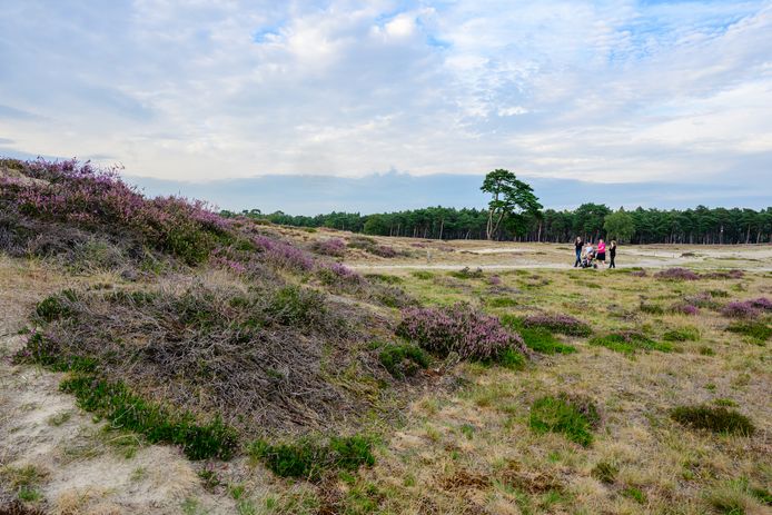 We kunnen weer genieten van bloeiende heide, maar wat zijn die grijze ...