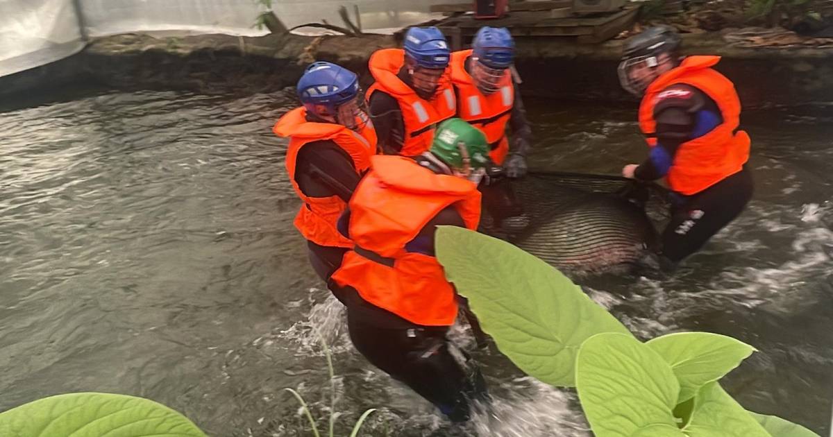 ‘Monstervis’ wordt vervoerd van Blijdorp naar Duitsland: ‘Dit werd ...