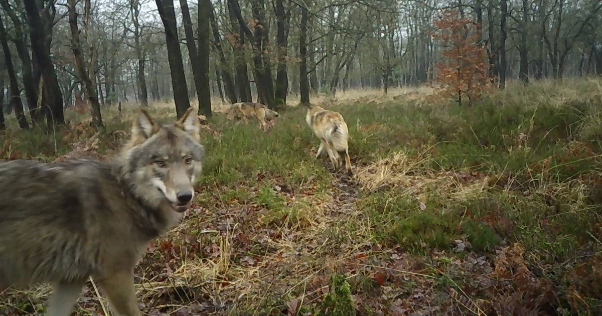 De meeste Nederlanders heten de wolf welkom, maar het draagvlak nam in ...