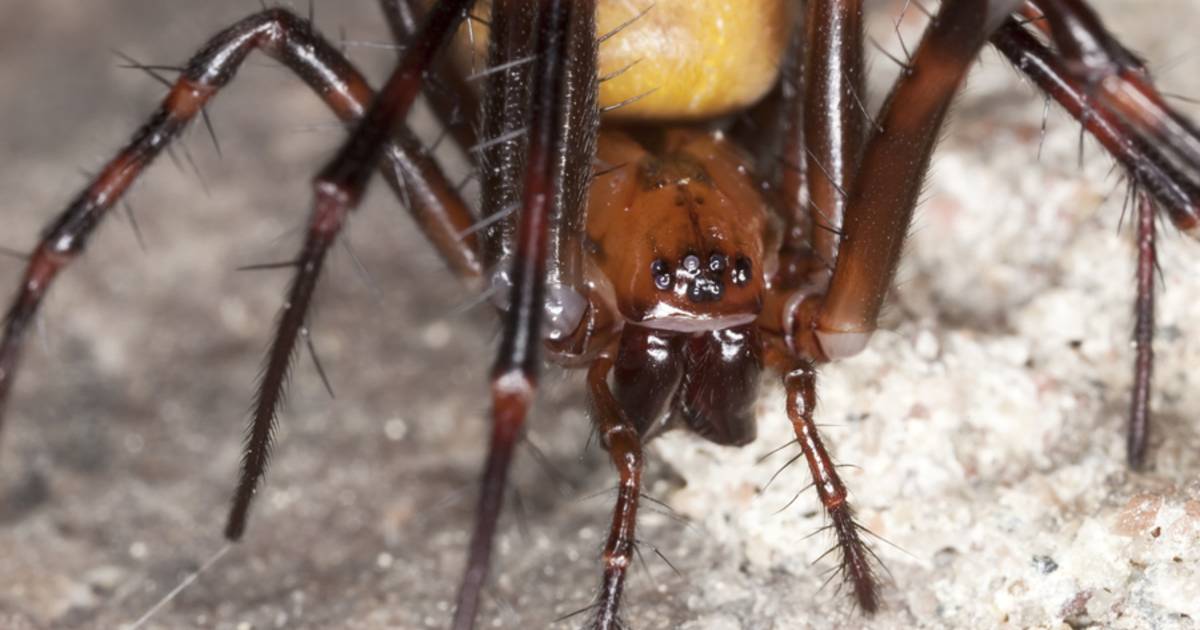 De gewone grottenspin is spin van het jaar | Nieuws | tubantia.nl