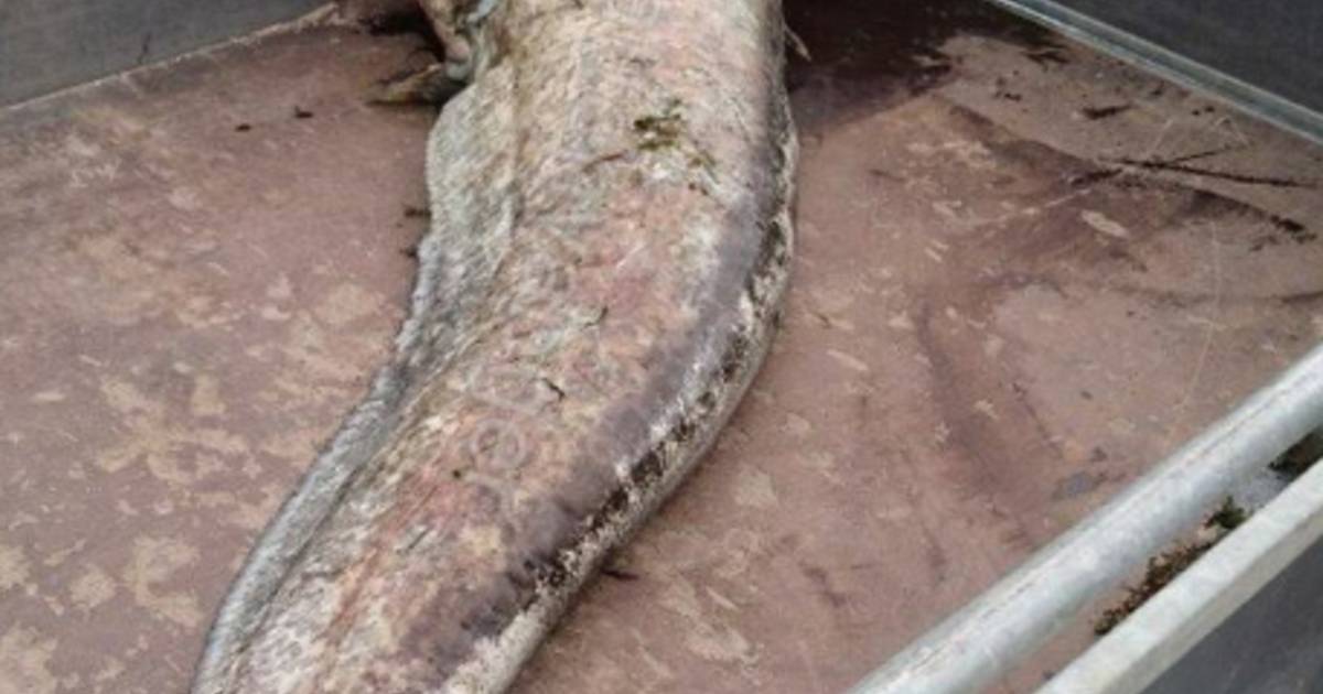 Monstervis in Dronten is 'schuwe' meerval | Dronten | destentor.nl