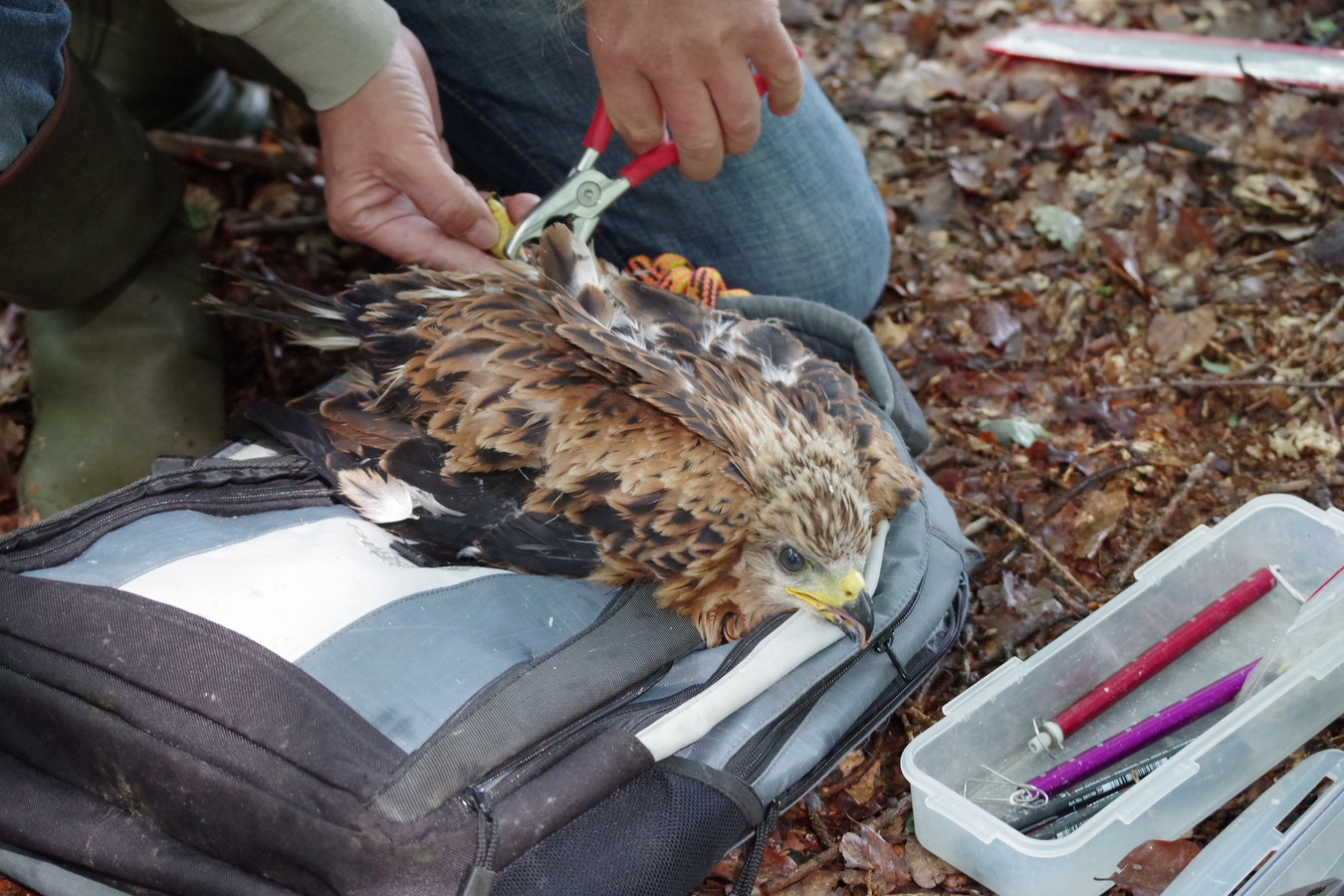 Zeldzaam roofvogelnest van rode wouw: bijzonder voor de boerin, maar ...