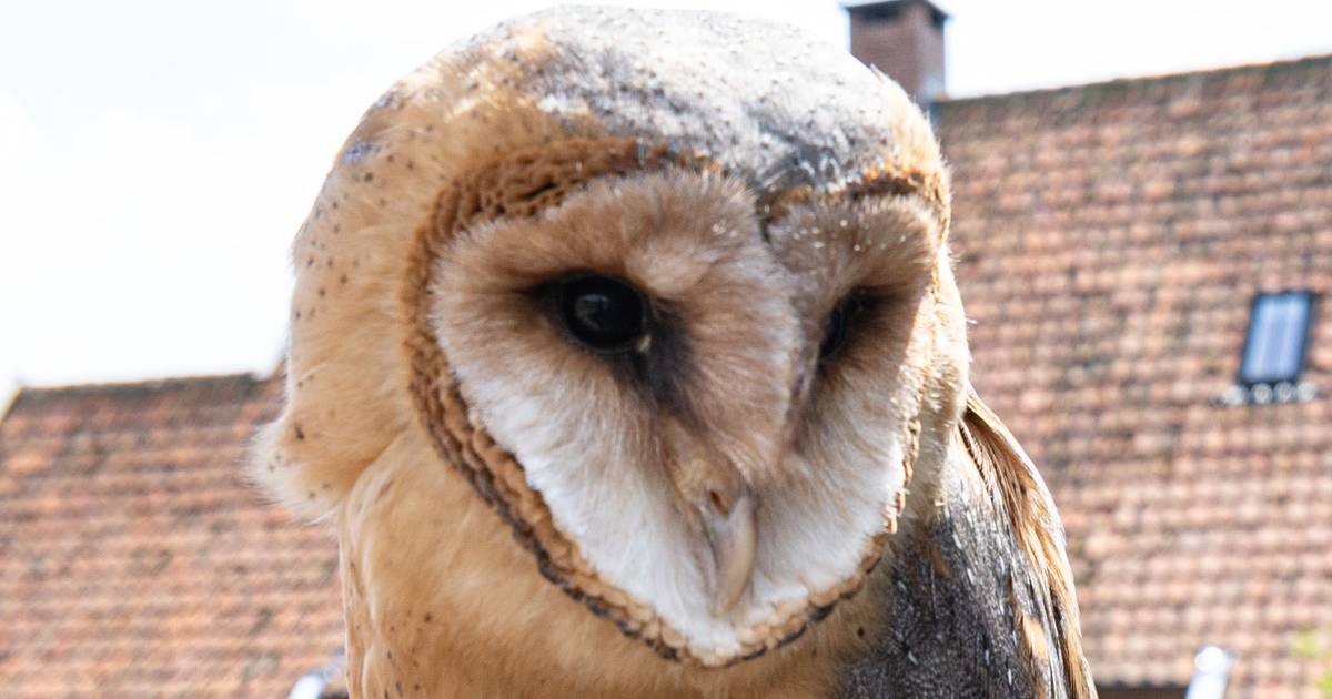 Valk-uil werd zijn valkuil | Van de lezer Breda | bndestem.nl