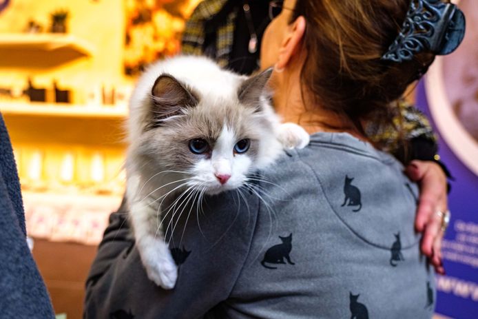 IN BEELD. Driehonderd raskatten in Antwerp Expo: dit zijn de leukste ...