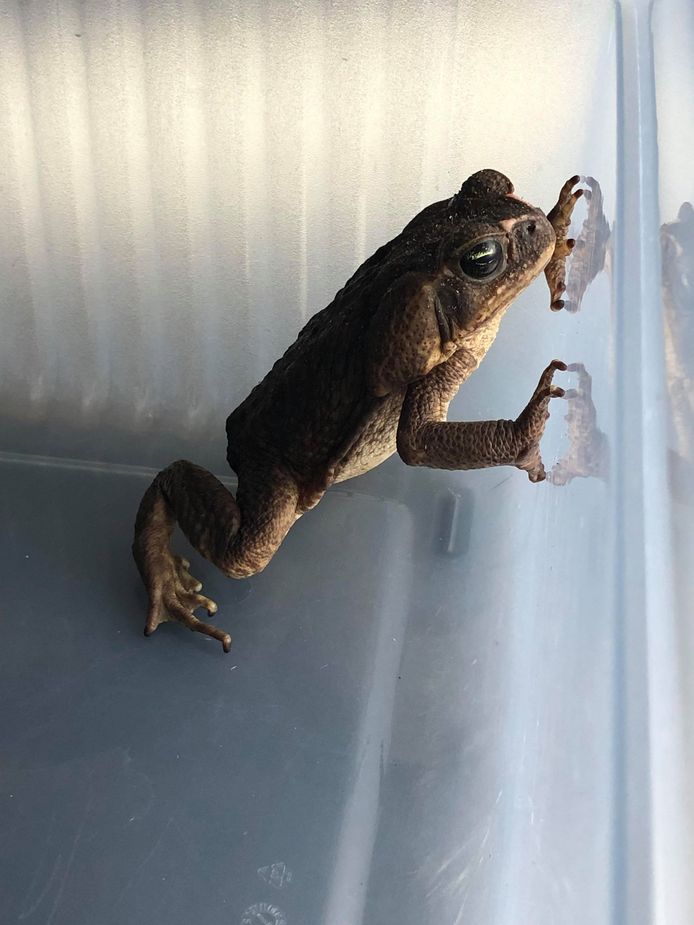 Opvallende verstekeling: Reuzenpad vaart van Zuid-Amerika naar onze ...