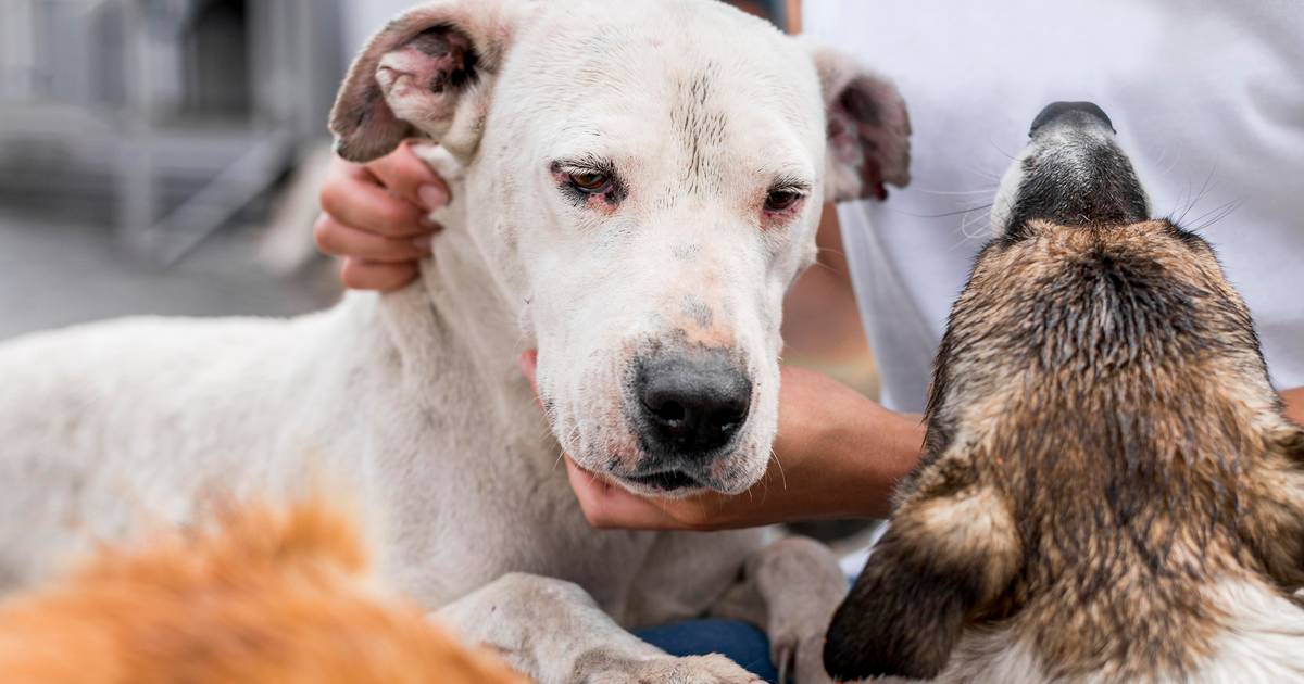 Provincie investeert 100.000 euro in dierenasielen | Leuven | hln.be