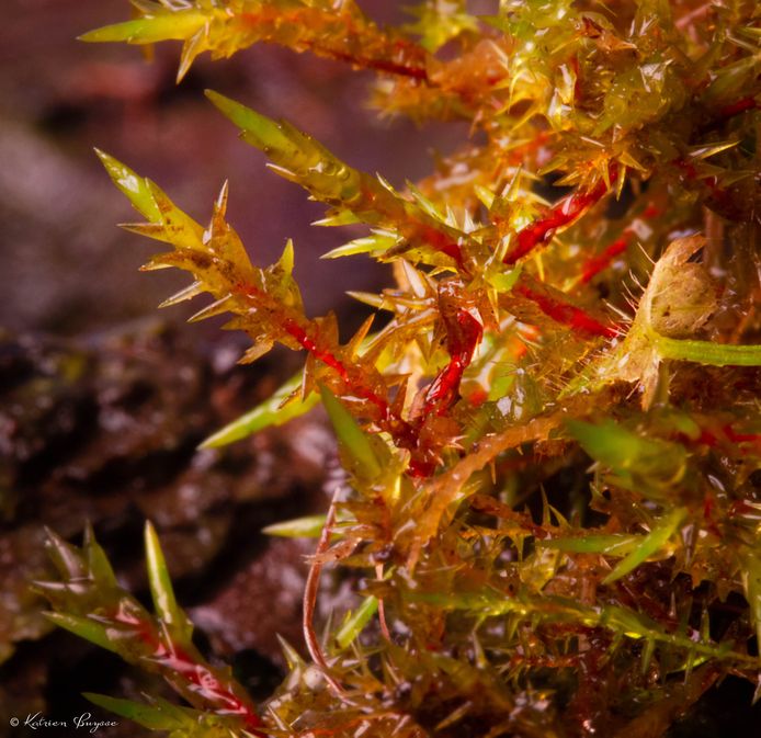 Zo mooi kan de Aalsterse natuur zijn: fotografe Katrien zoomt in op de ...
