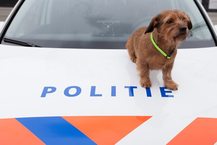 Politie slaat alarm: hond en vissen in beslag genomen in sterk vervuild ...