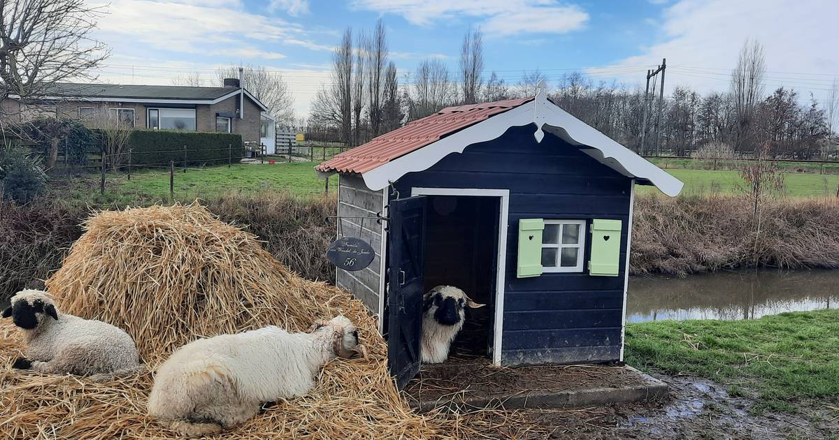 MIJN FOTO | Familie schaap op hun terras | Goes | AD.nl