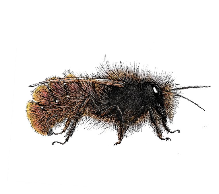 De gehoornde metselbij is blij met de bijenhotels in de Nederlandse ...