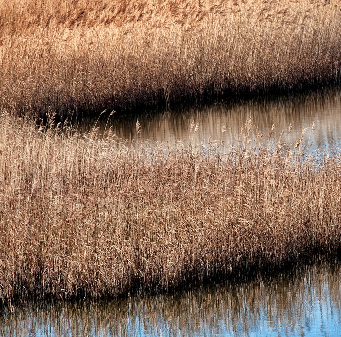 Wuivend riet Brabantse Wal in woord en beeld | Bergen op Zoom | bndestem.nl