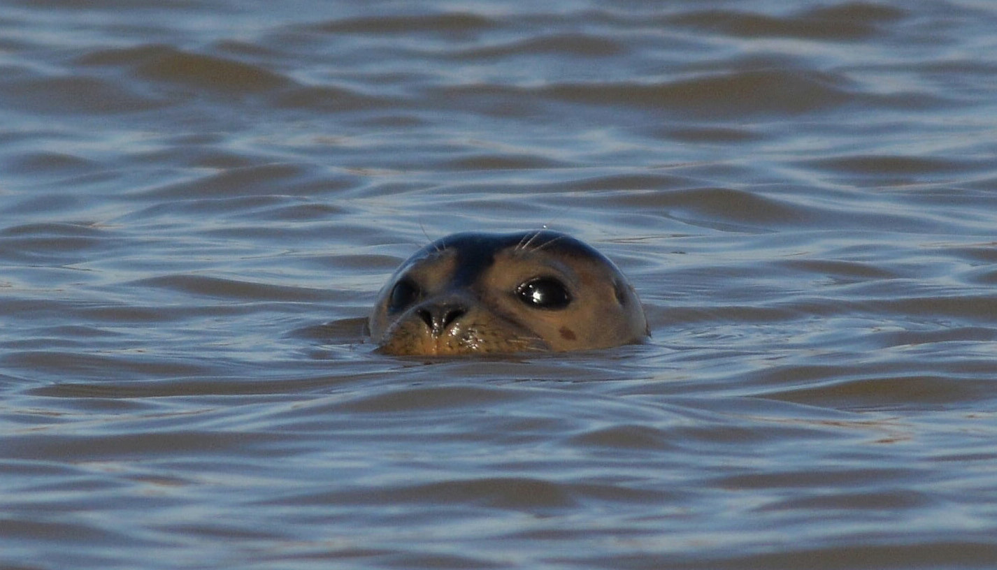 Zeehond gespot in de Waal bij Nijmegen: ‘Ik zag ineens een hoofdje ...