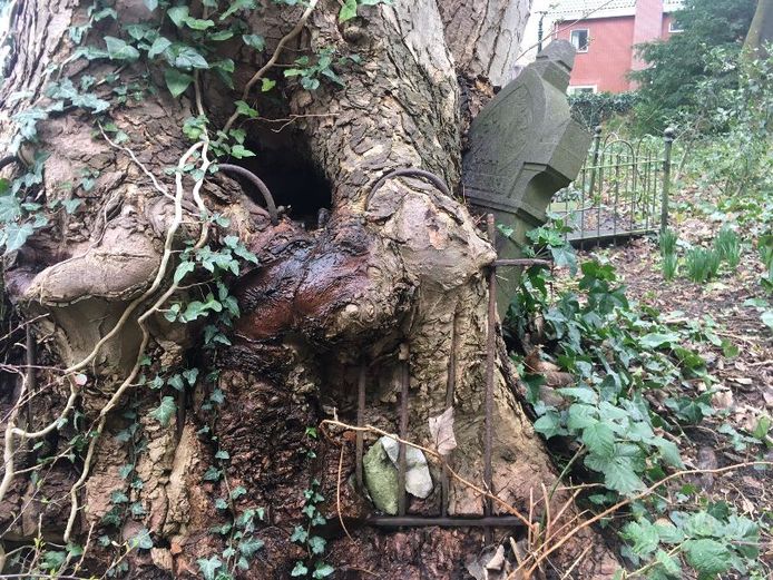 Grafzerken vergroeid met bomen op verstopt en verwaarloosd oud kerkhof ...