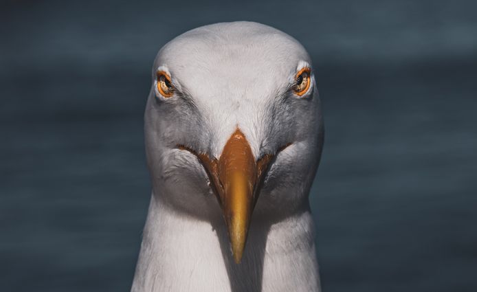 Nijmeegse fotograaf Karsten Russ dingt met deze meeuw mee naar de winst ...