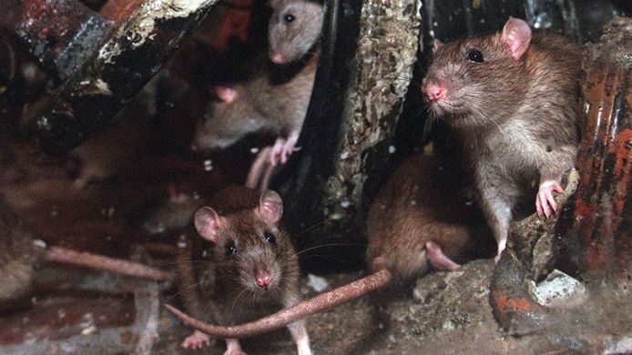 Ratten vangen in grensstreek succesvol | Overig | gelderlander.nl