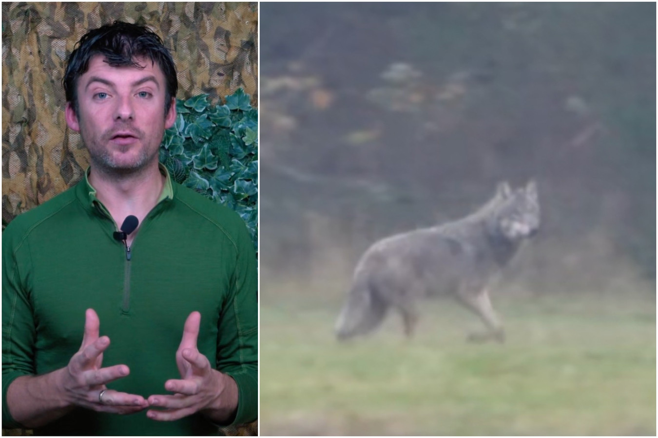 UNIEKE BEELDEN. Bioloog filmt speelse wolf die op muizen jaagt: “Blij ...