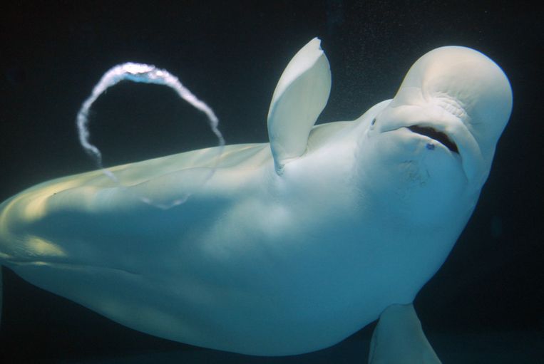 Beluga in staat menselijke stem te imiteren | De Volkskrant