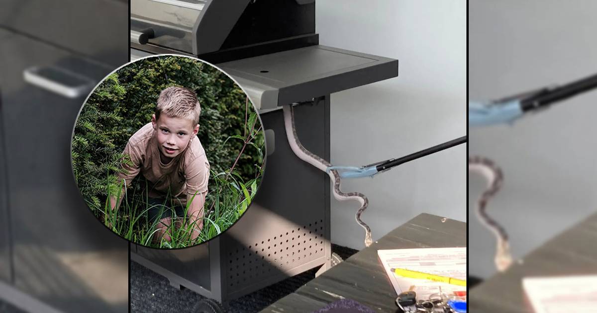 Mees (7) ontpopt zich als held als slang opduikt bij feestje: ‘Hij ...