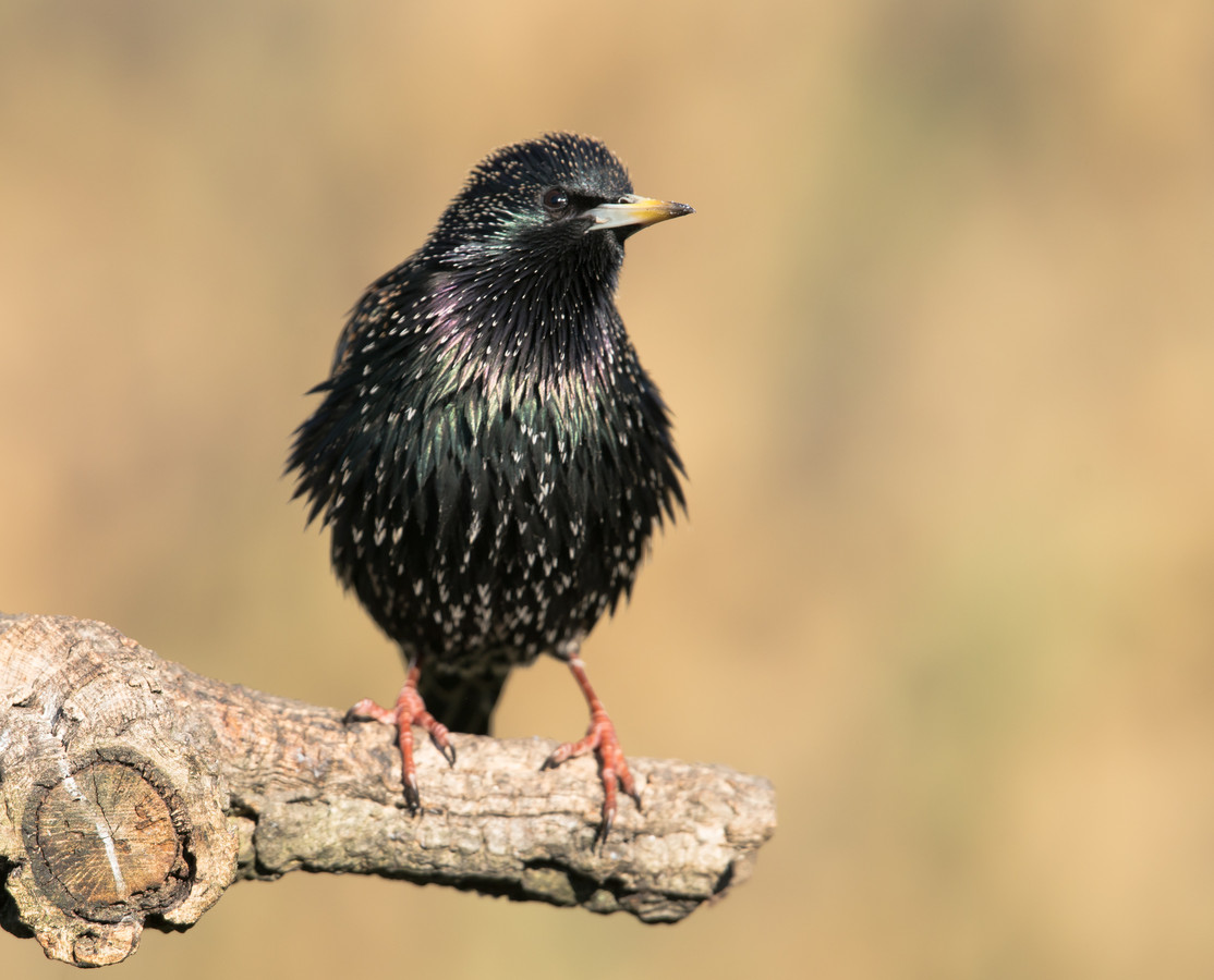 Een vliegshow waar niks aan kan tippen: dit is de tijd om een ...