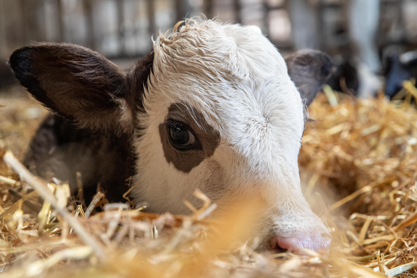 Koe Wilhelmina zorgt voor grote verrassing: ‘We hadden haar al extra in ...