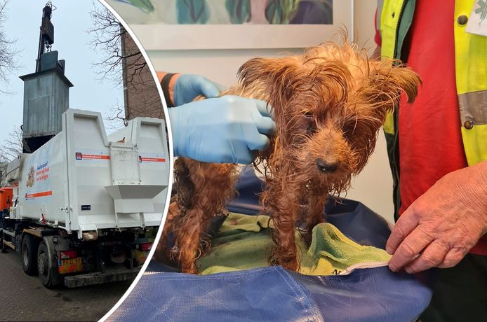 Hondje ‘meer dood dan levend’ uit ondergrondse vuilcontainer gehaald in Den Bosch | Den Bosch ...