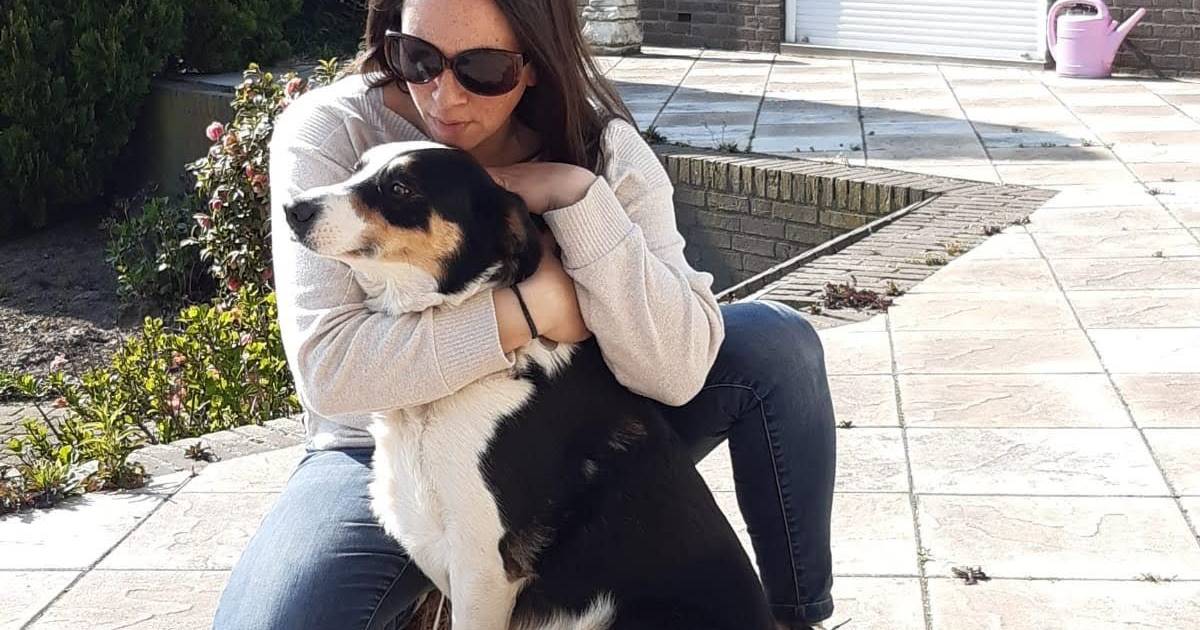 Bordercollie Beird eet de tampons van Paula op, zij krijgt de rekening ...
