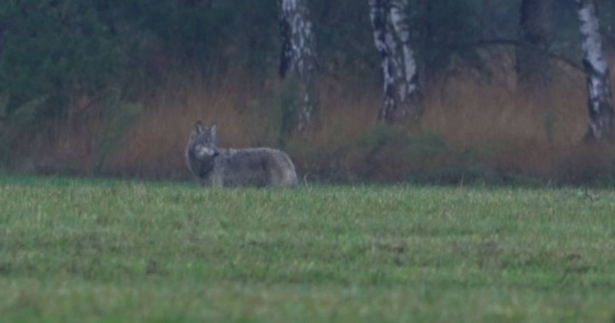 Welkom Wolf spreekt van opvallend fenomeen in Limburg: de ...