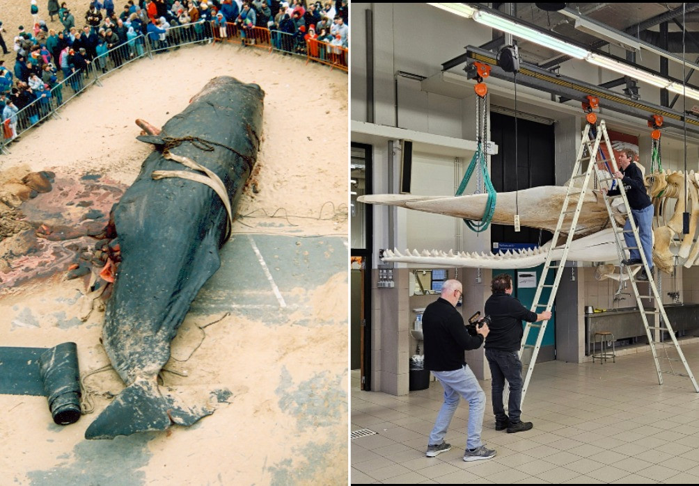 Exact 35 jaar terug lokte aangespoelde potvis Valentijn van Sint-André ...