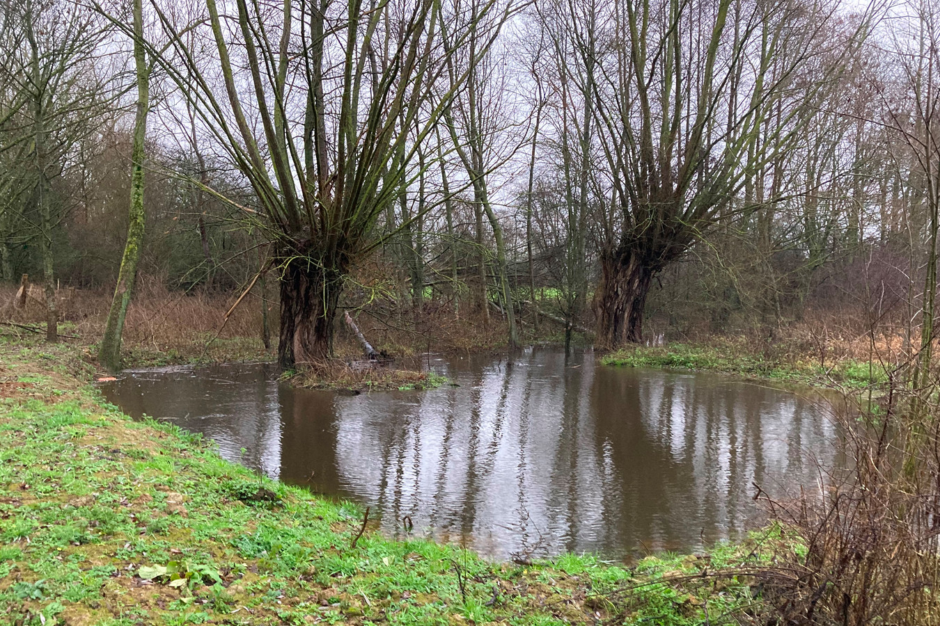 Waterbuffer natuurgebied Honegem bijna volledig gevuld: "Zonder twijfel ...