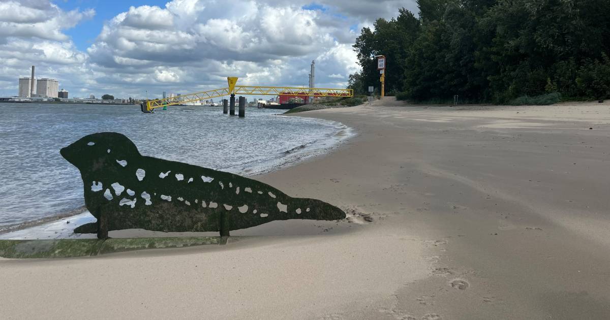 Stadsstrand bij Heijplaat onverwachts opgehoogd: ‘Er was meer zand ...