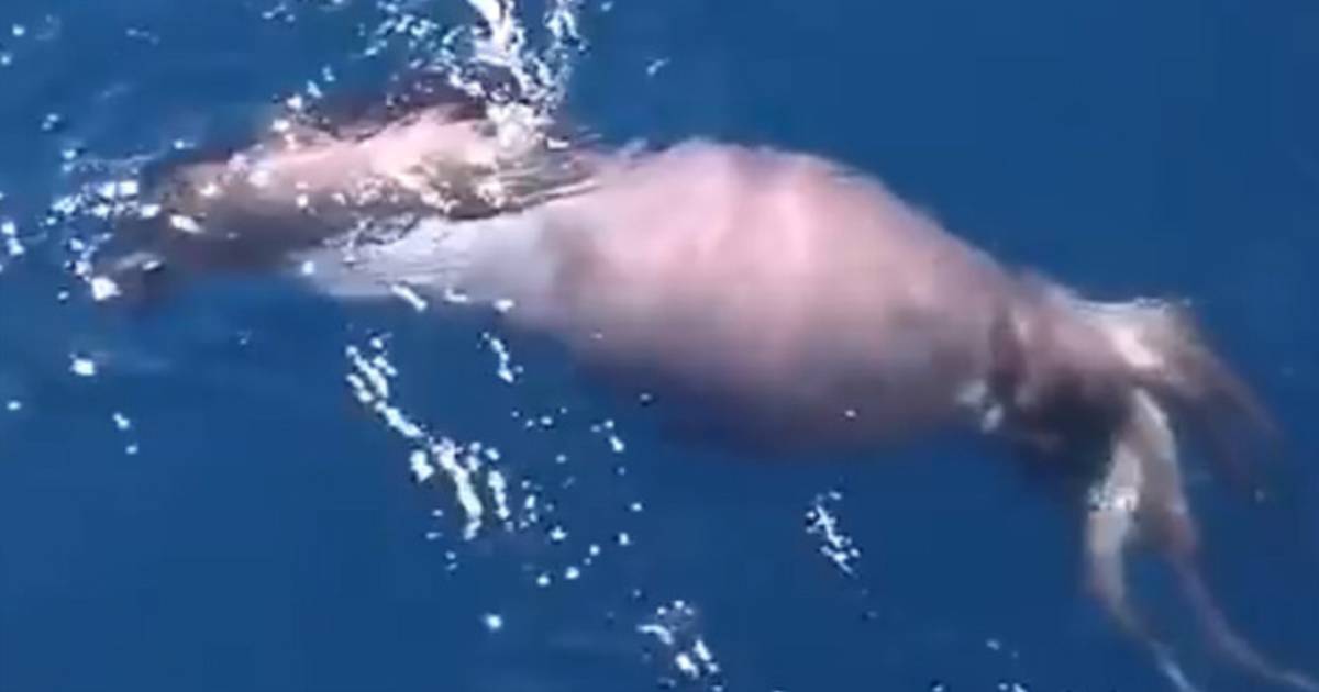 Mysterieuze 'reuzeninktvis' vastgelegd op video | Nieuws | AD.nl